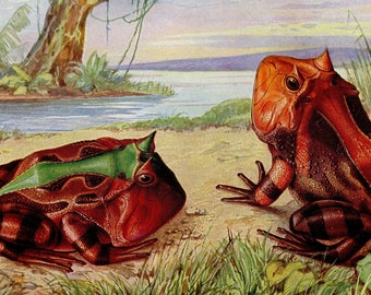 Antique frog print | Etsy