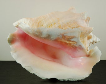 Pink queen conch | Etsy