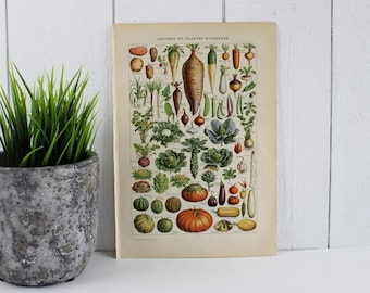 Vegetable art print | Etsy