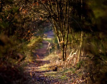 Nottingham forest | Etsy