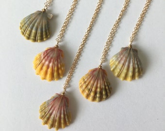 Rare sea shells | Etsy