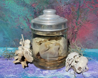 Dead things in jars | Etsy