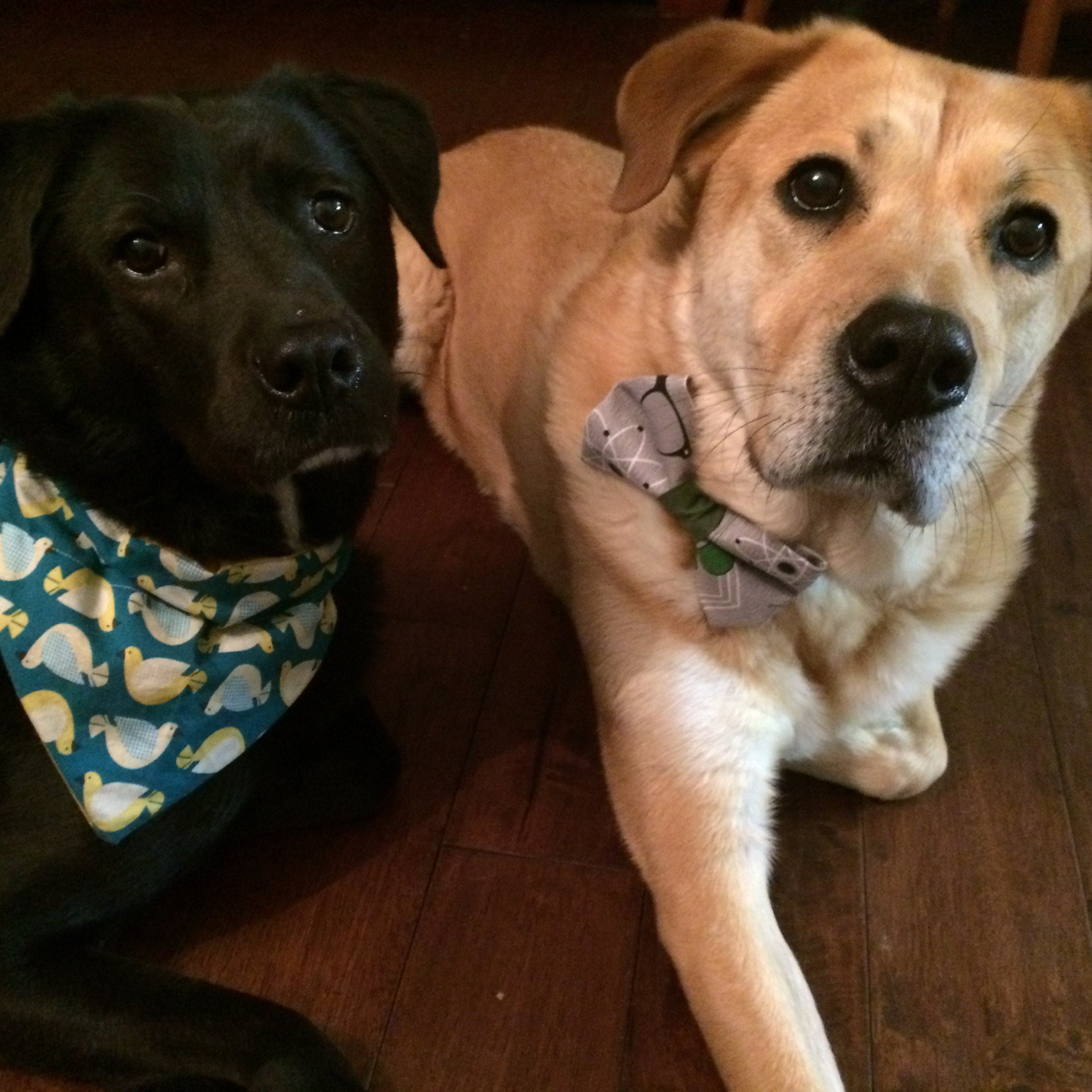 medium-tug-toy-tug-of-war-toy-dog-toy-fleece-dog-toy-tug