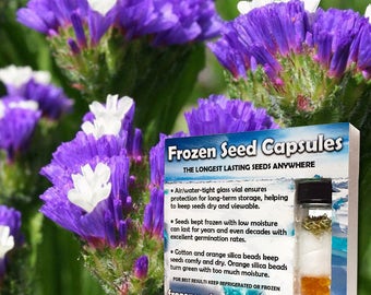 Statice seeds | Etsy