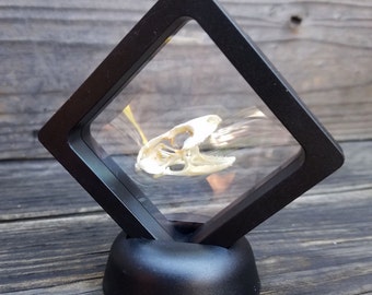 Boa constrictor | Etsy