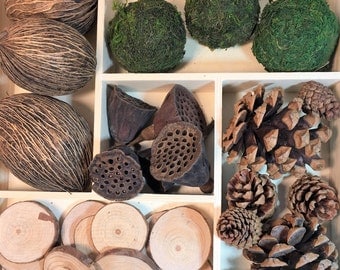 Tree seed pods | Etsy