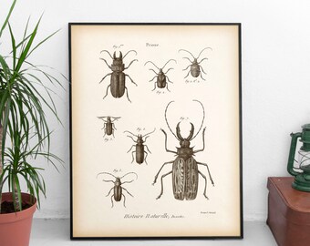 Items similar to Glowworm Male - Insect Lino Block Print - Beetle Art ...