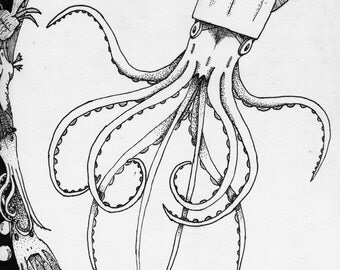 Squid drawing | Etsy