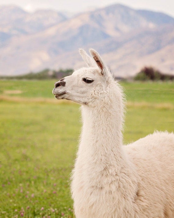 White Llama Llama photography in color