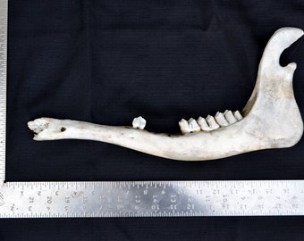 Items similar to Animal bones / skull art / teeth jewelry / moose ...