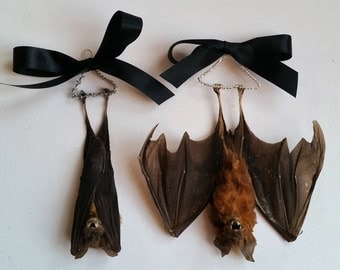 Taxidermy bat | Etsy