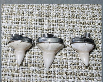 Real tiger tooth | Etsy