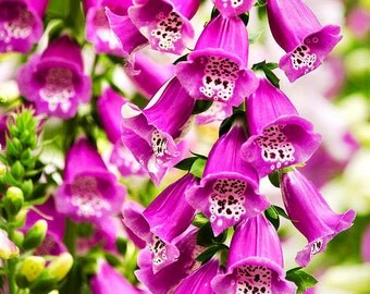 Foxglove flowers | Etsy