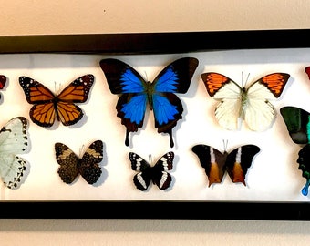 Insect shadow box | Etsy