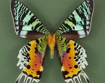 Urania ripheus | Etsy