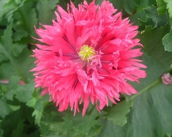 Poppy flower seeds | Etsy