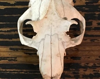 Groundhog decor | Etsy