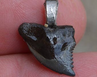 Fossilized Snaggle Shark Tooth