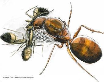 Insect drawing | Etsy
