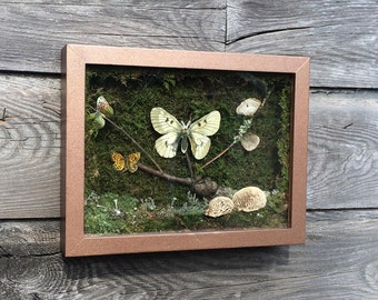 Butterfly shadow box | Etsy