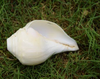 Items similar to small conch sea shell wire wrapped necklace on Etsy