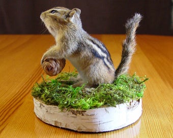 Taxidermy chipmunk | Etsy
