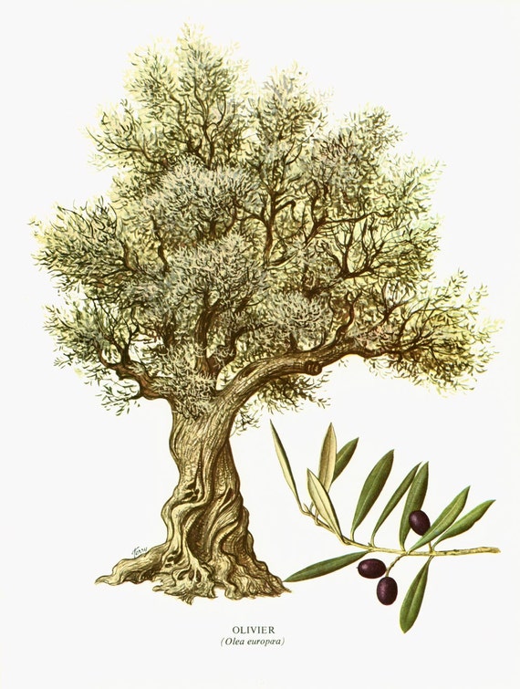 1967 Olive Tree Print. Olea Europaea. Vintage olive tree