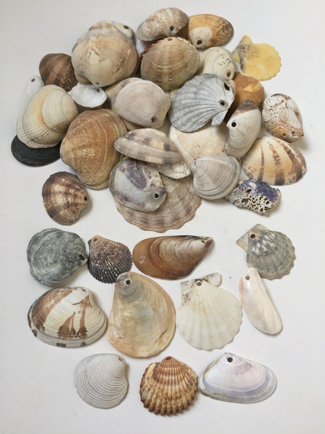 Drilled Sea Shells/ Mixed Sea Shells/ Top Drilled Shells/