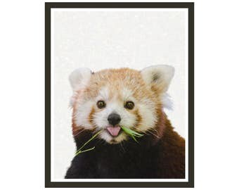 Red panda print | Etsy