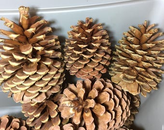 Real Pinecones Natural Pinecones Organic Pinecones Christmas
