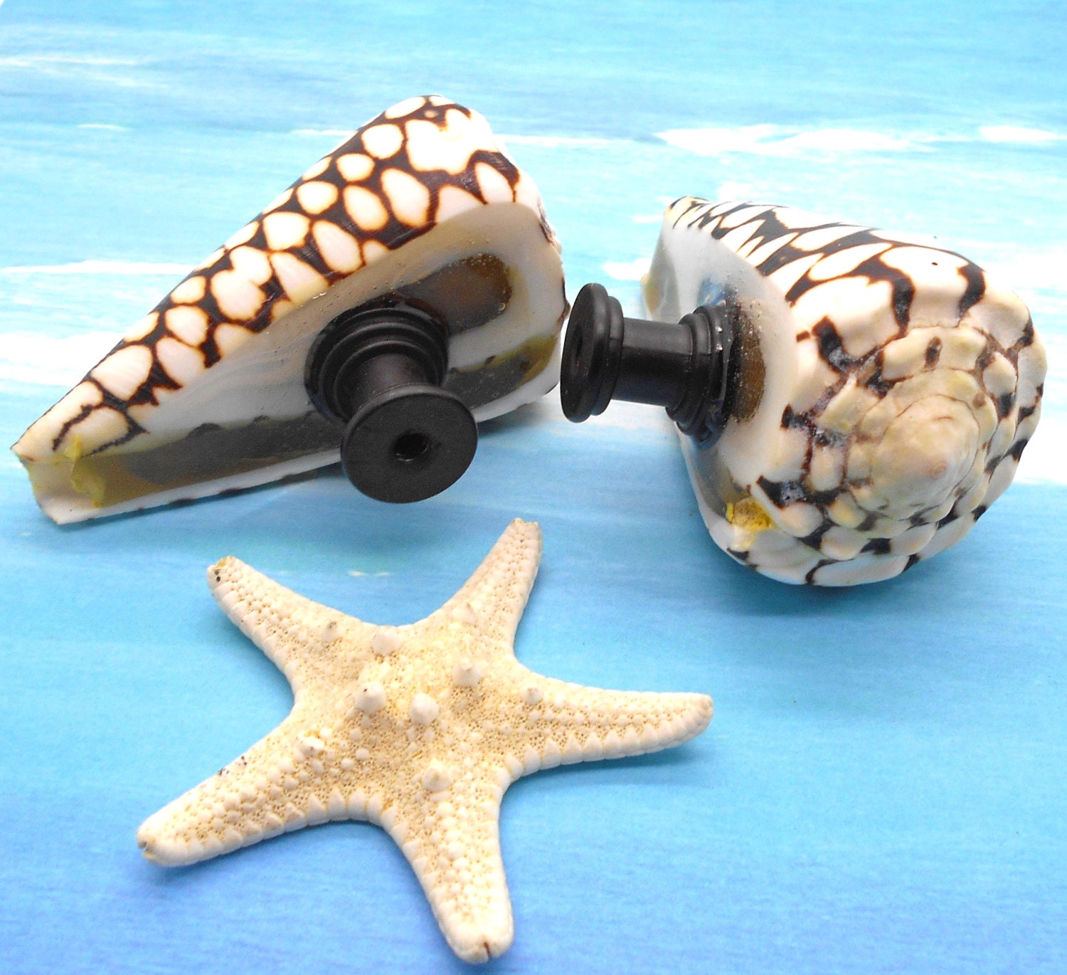 Knobs Sea Shell Knobs Cabinet Knobs cone shell knobs