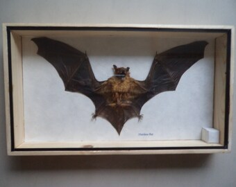 Taxidermy bat | Etsy