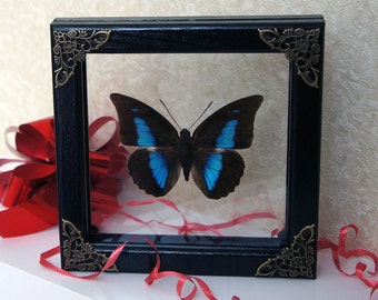 Real butterfly | Etsy