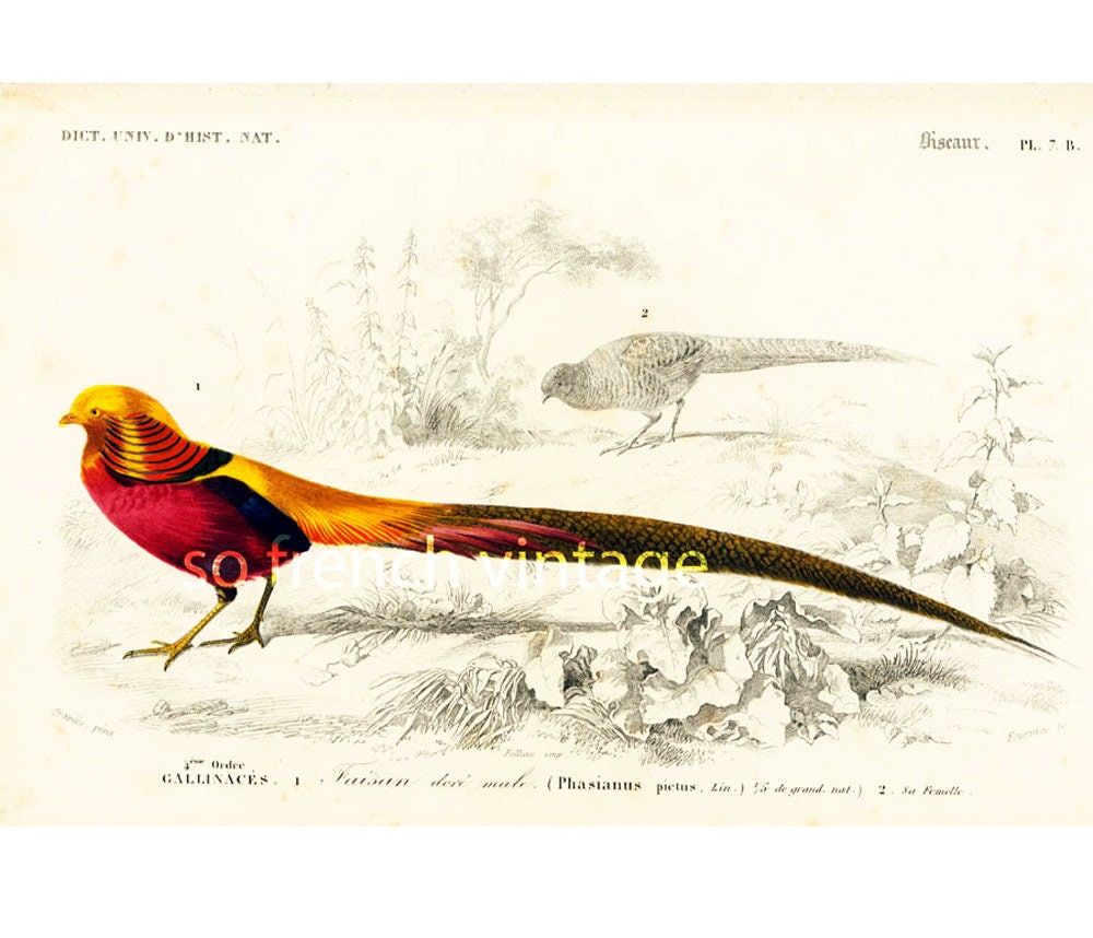 1861 Golden pheasant Antique Engraving Hand colored Original