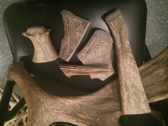 Moose antler dog chews