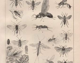 Vintage bug print | Etsy