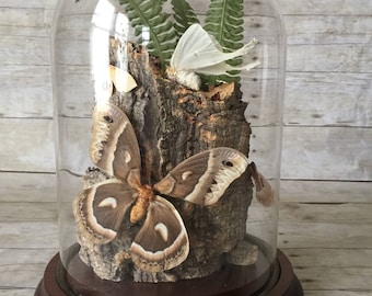 Butterfly terrarium | Etsy