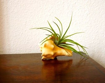 Mini conch shells | Etsy