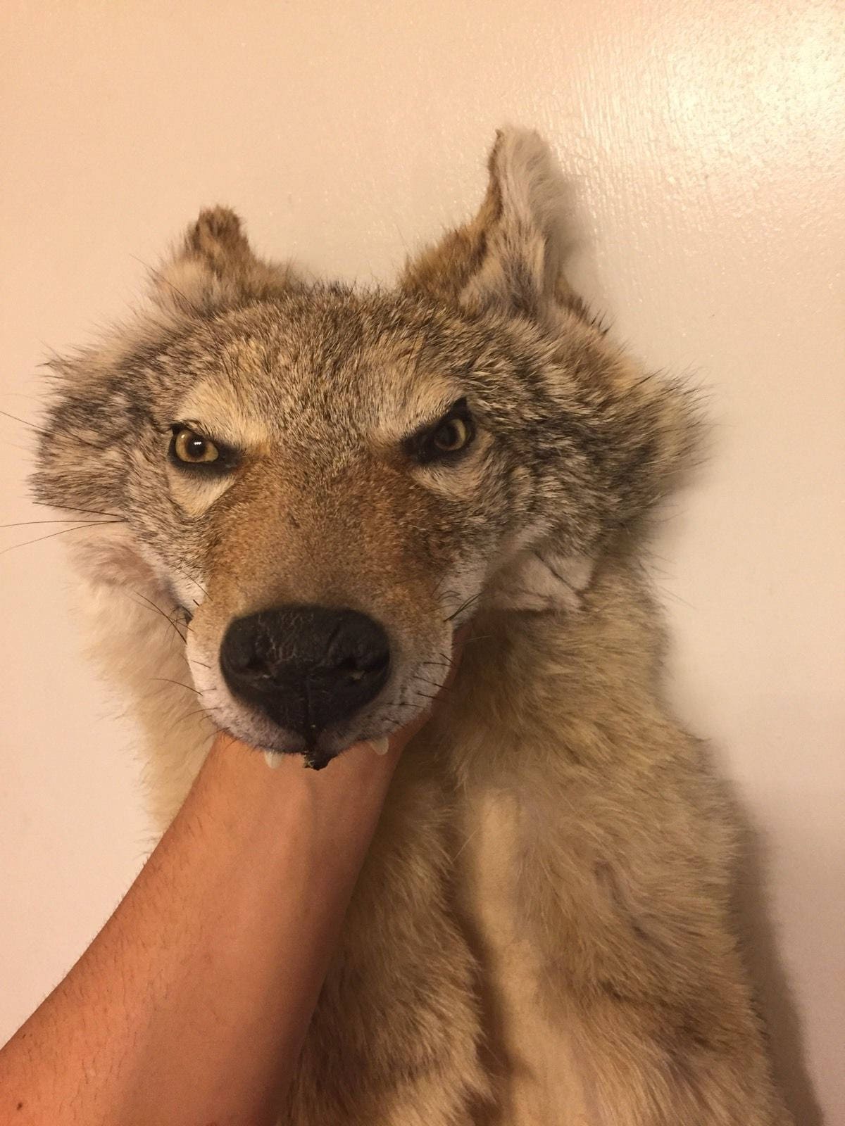 Mounted head Coyote skin headdress w feet Native american Made