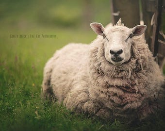 Sheep photography | Etsy
