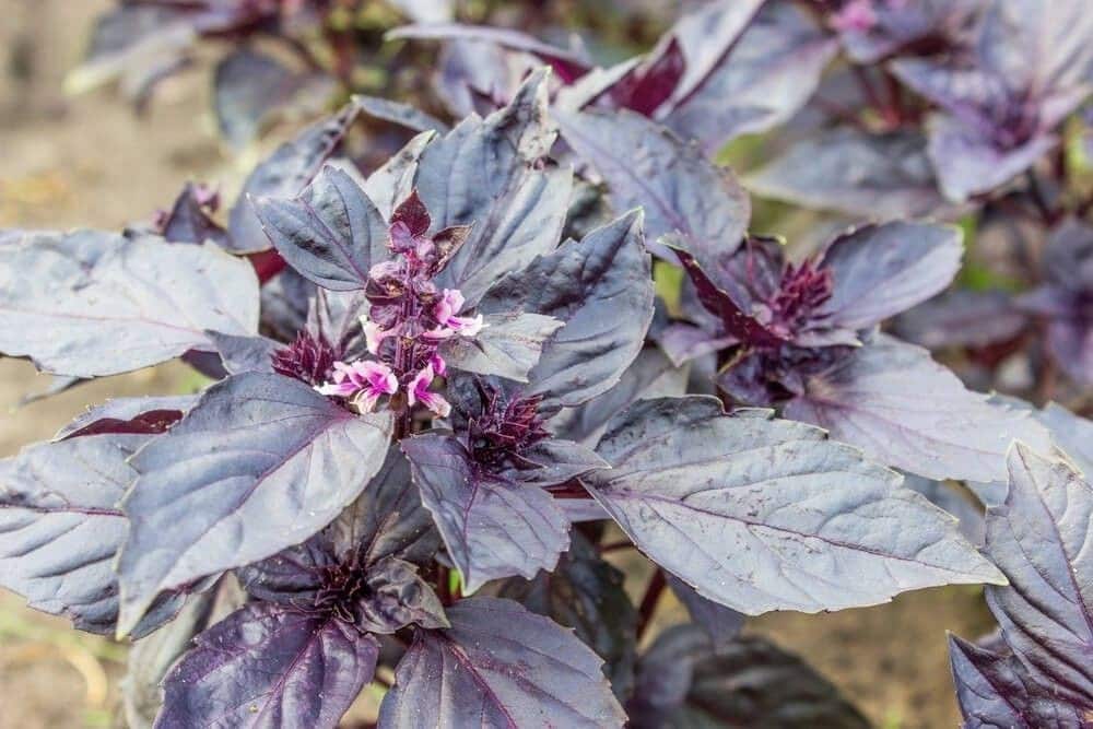 Purple HOLY BASIL seeds Krishna tulsi amazing medicinal