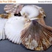 10% Sale Gemshow Pecten Pyxidata Whole Shell by RockParadise