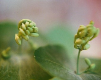 Honeysuckle plants | Etsy