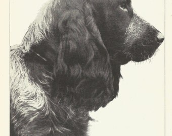 Cocker spaniel print | Etsy