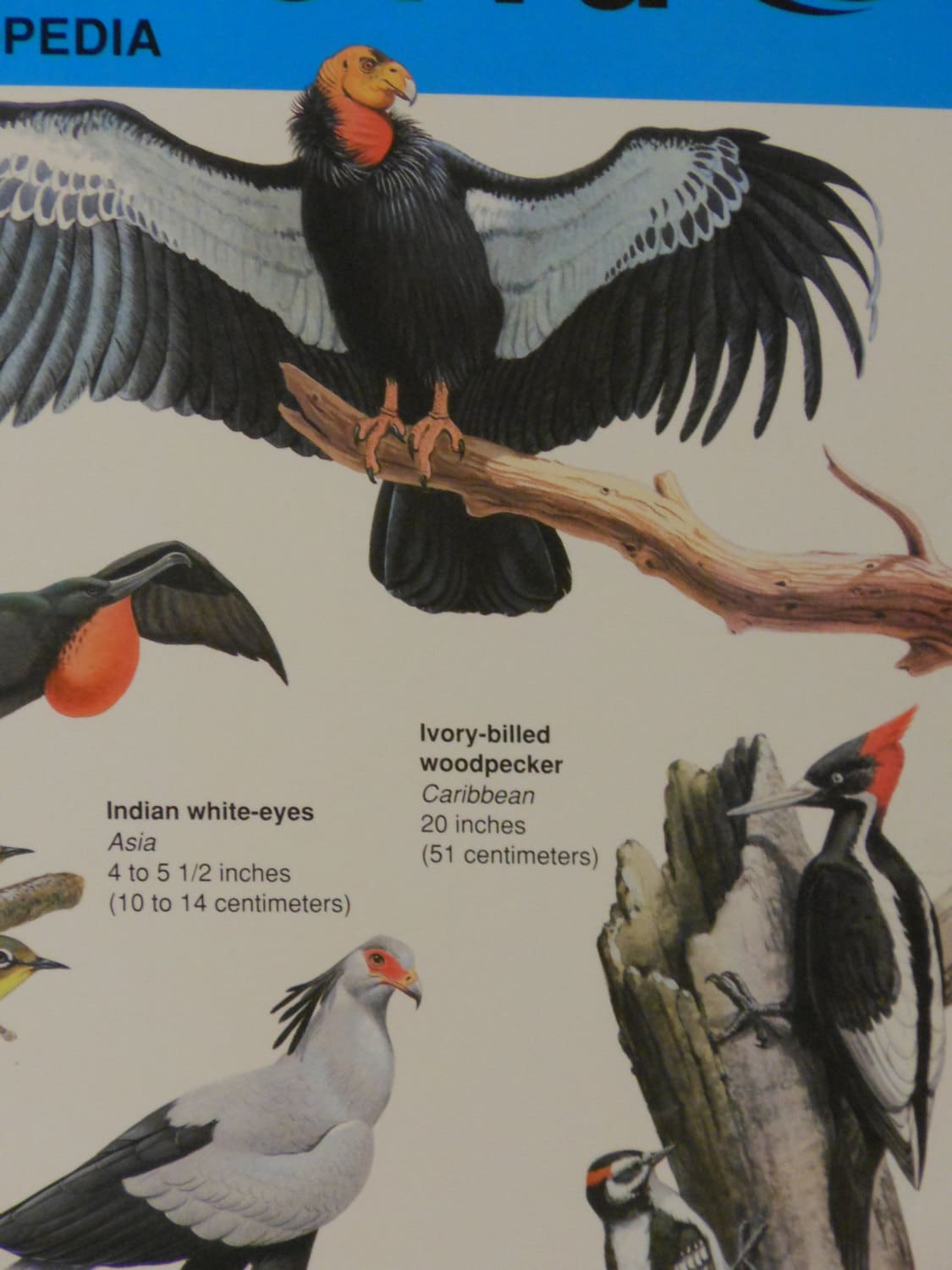 World Book Encyclopedia. Birds of the World. Educational Poster. (1990)