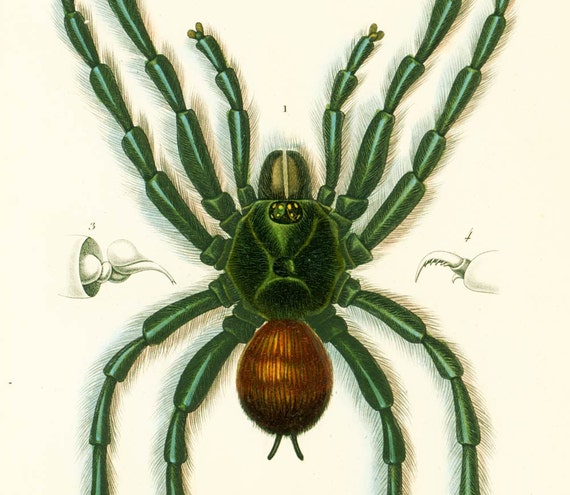 1861 Mygale Tarentula Spider Original Print by Ch. Orbigny