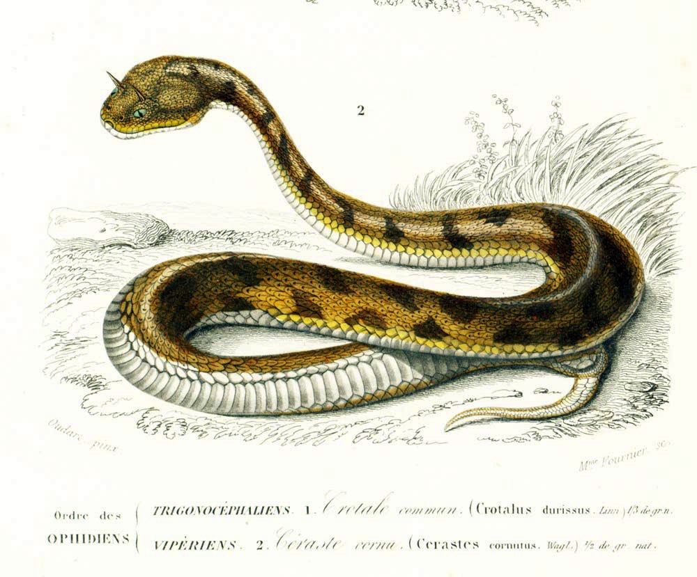 1861 Rattle Snake Antique Engraving Original Print Natural