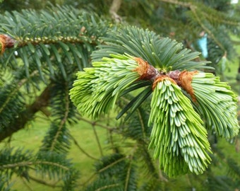 Evergreen tree seeds | Etsy