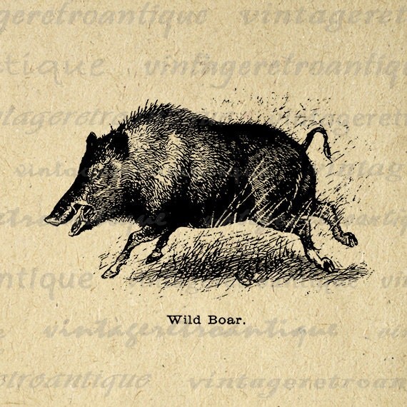Printable Graphic Wild Boar Download by VintageRetroAntique