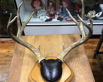Items similar to Deer Antler Rack Mounted to Hang Coat or Hat on Etsy